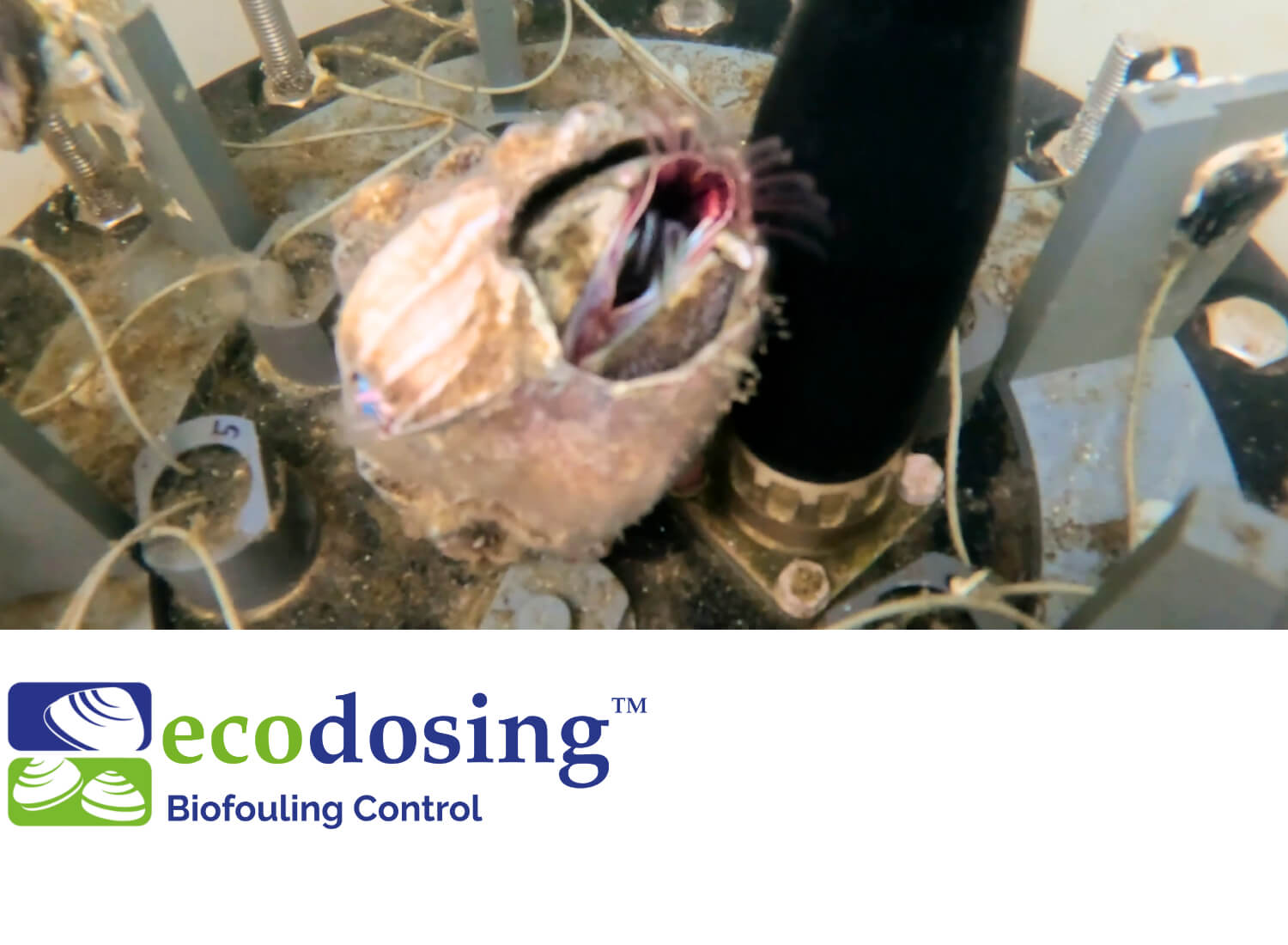 Ecodosing™ – Biofouling control - H2O Biofouling Solutions